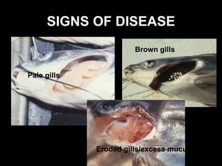Diagnosis of fish diseases | PPT