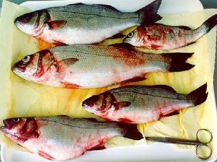 Diagnosis of fish diseases