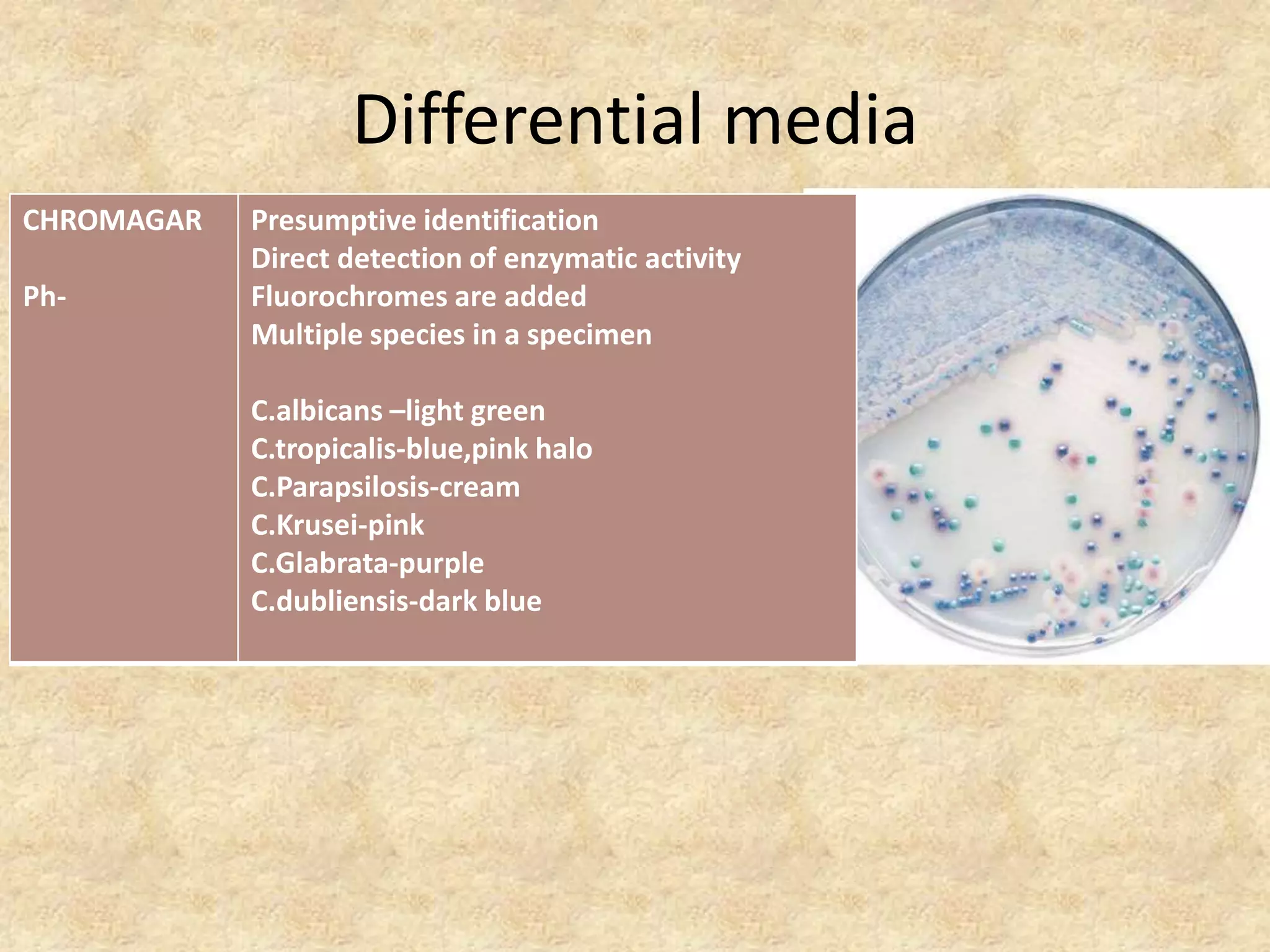 Lab diagnosis of fungal infections, Dr Naveen Reddy | PPTX