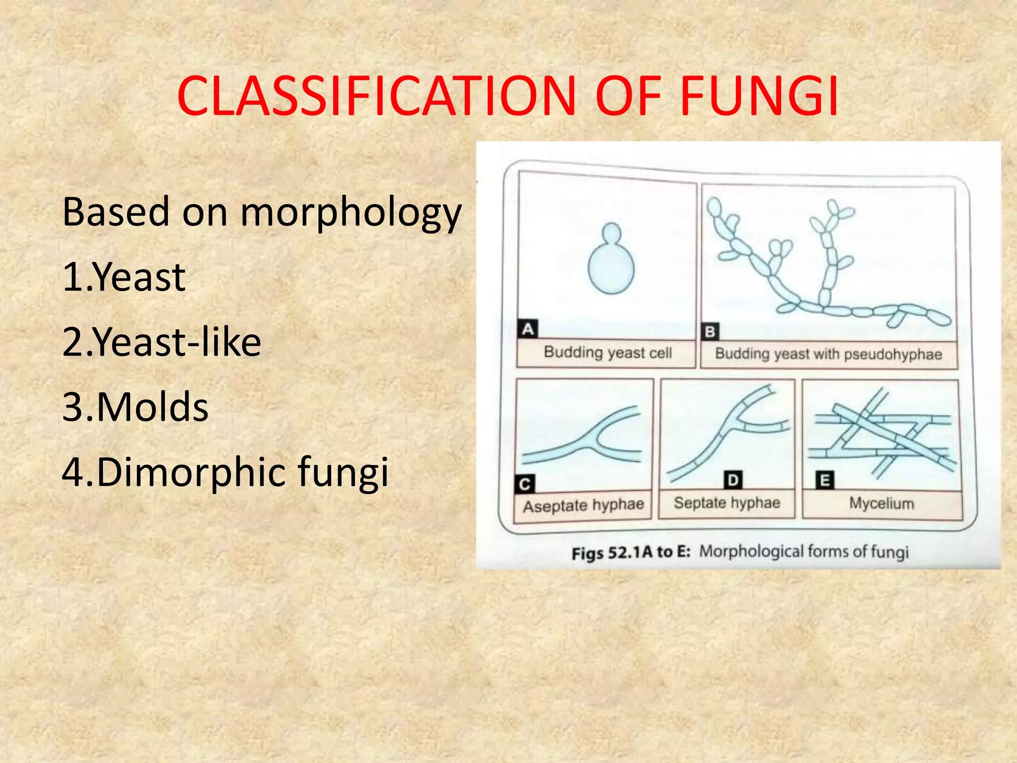 Lab diagnosis of fungal infections, Dr Naveen Reddy | PPTX
