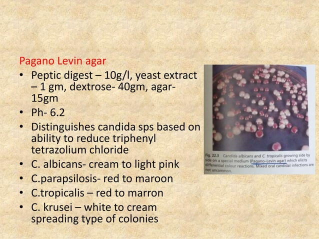 Lab diagnosis of fungal infections, Dr Naveen Reddy | PPTX