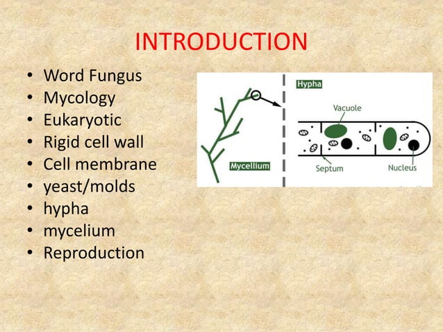 Lab diagnosis of fungal infections, Dr Naveen Reddy | PPTX