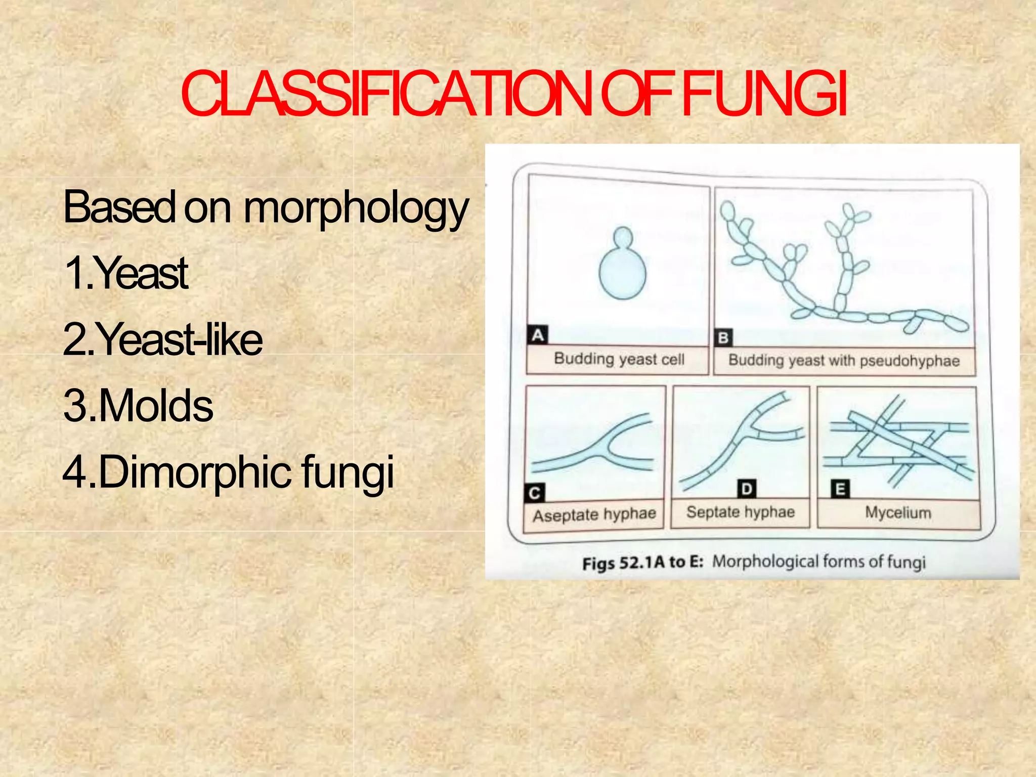 Diagnosis of fungal infections | PPTX
