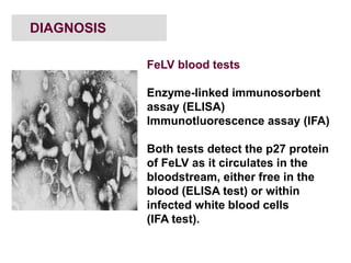 Diagnosis Of Genetic Disorders & Infectious Diseases | PPT