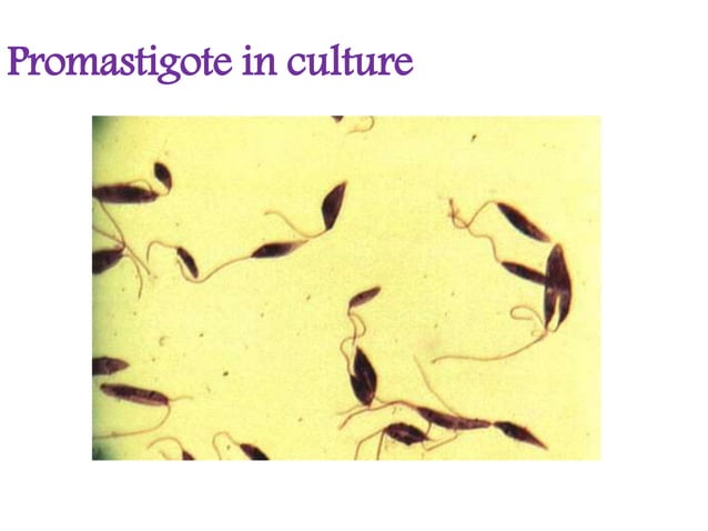 Diagnosis of leishmania parasite | PPT