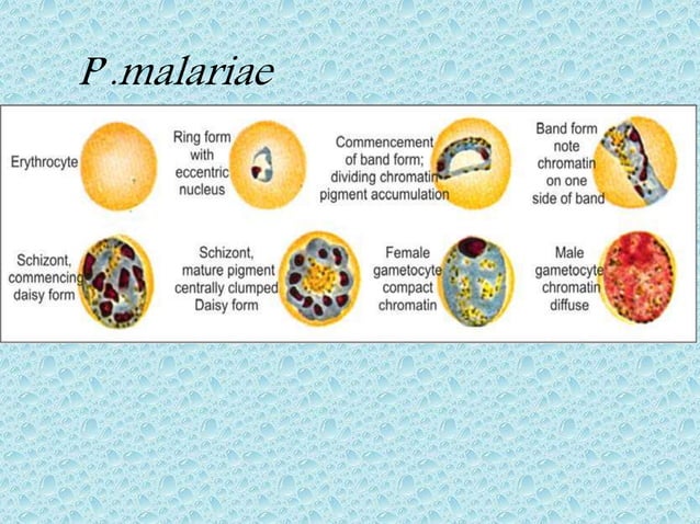 Diagnosis of four malaria parasites | PPSX