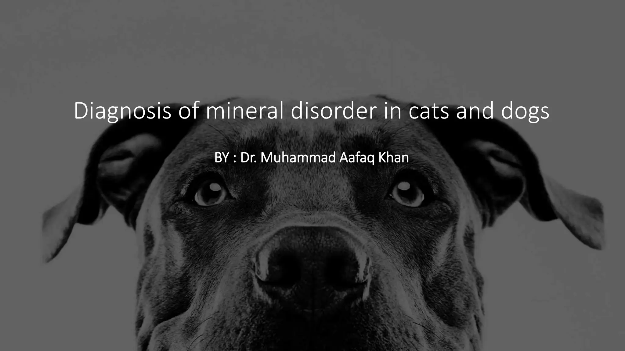 Diagnosis of mineral disorder in cats and dogs.1.pptx