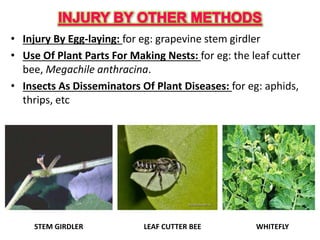 Diagnosis of pest on the basis of plant damage | PPTX