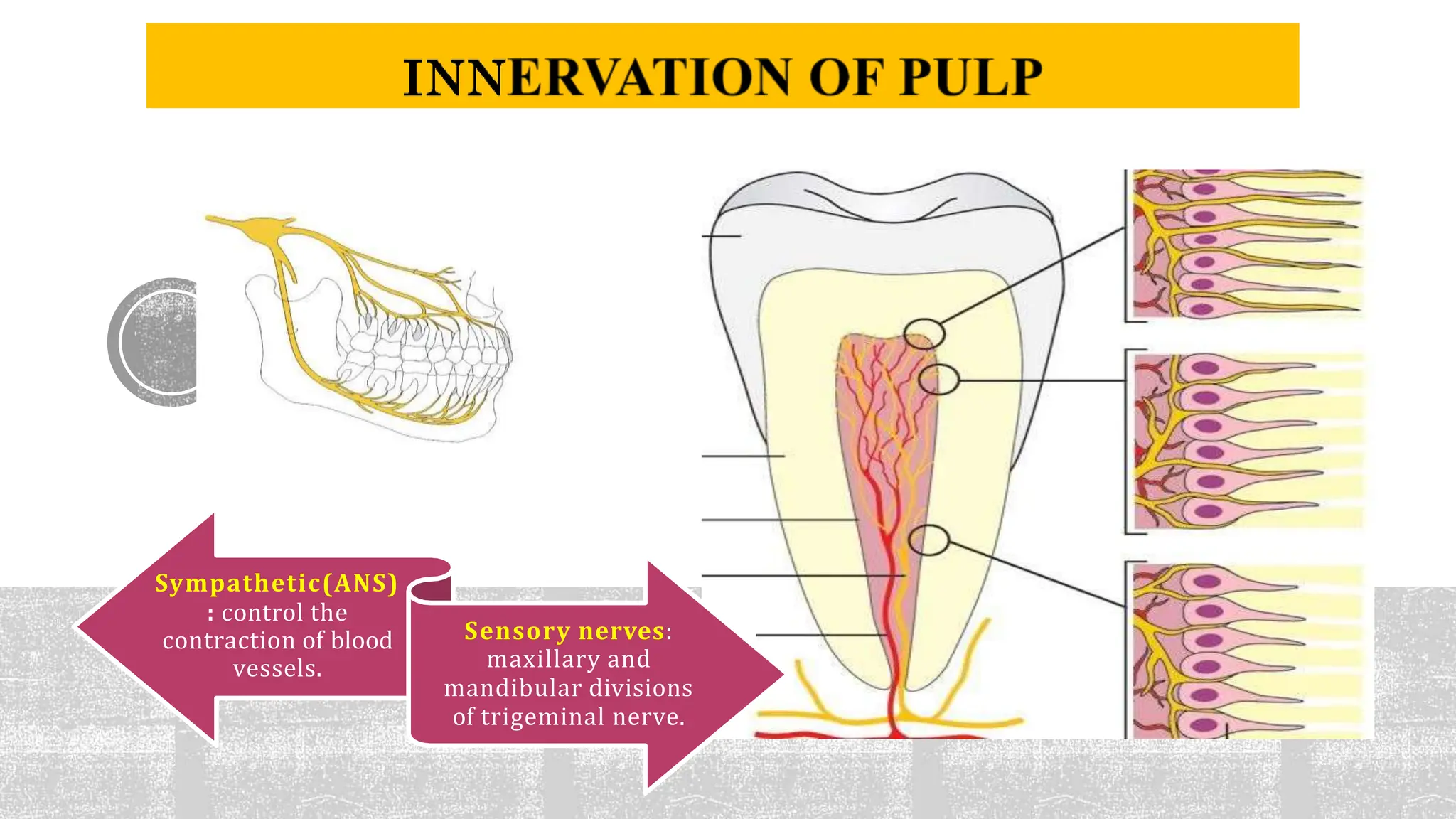 DIAGNOSIS OF PULP.pptx