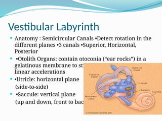 Diagnostic approaches to vestibular disorders.pptx