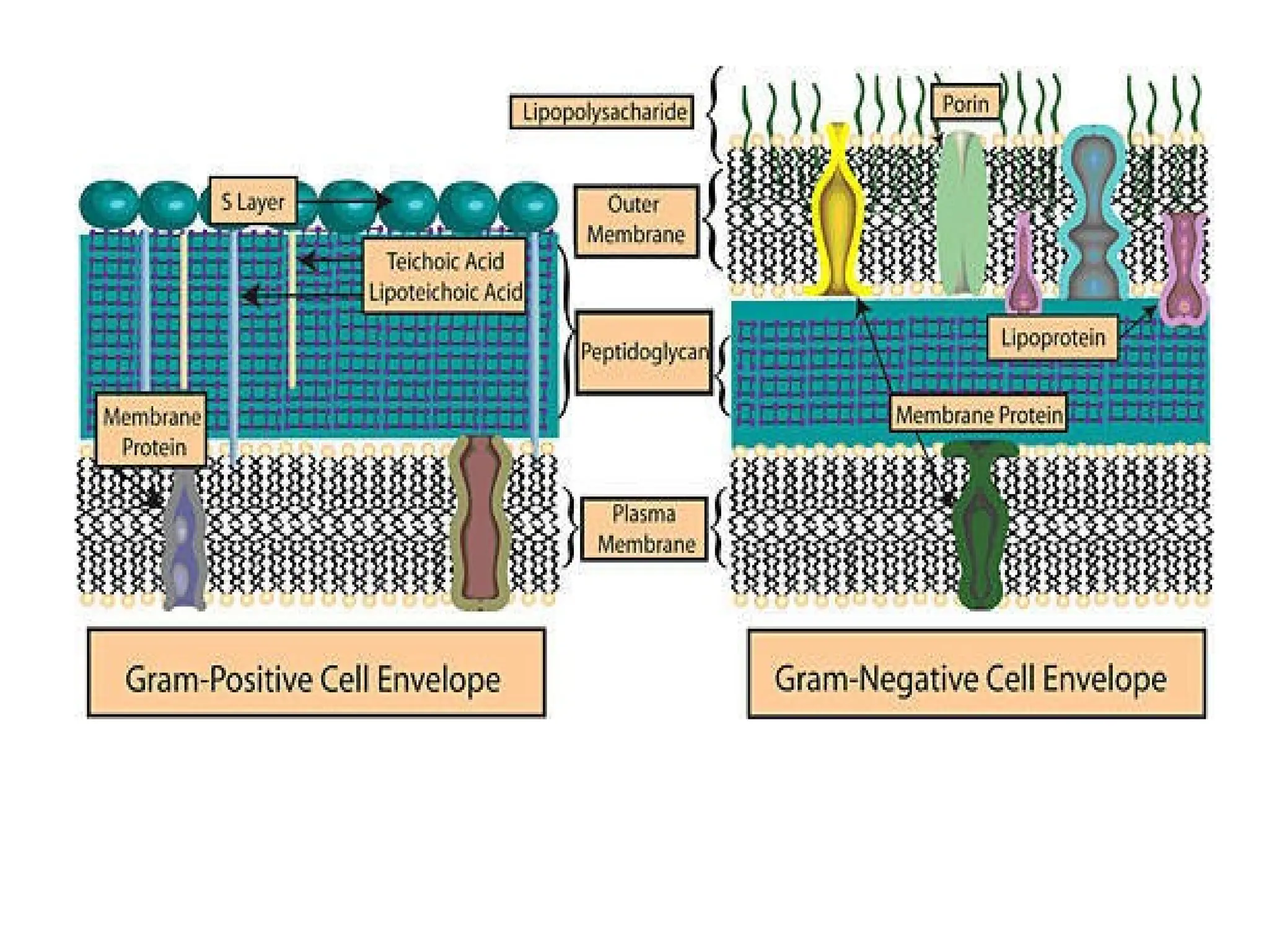 Diagnostic bacteriology and classes and bacterial sample collection.ppt