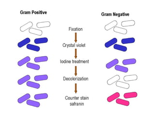 Diagnostic bacteriology and classes and bacterial sample collection.ppt