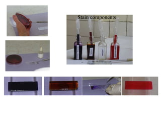 Diagnostic bacteriology and classes and bacterial sample collection.ppt