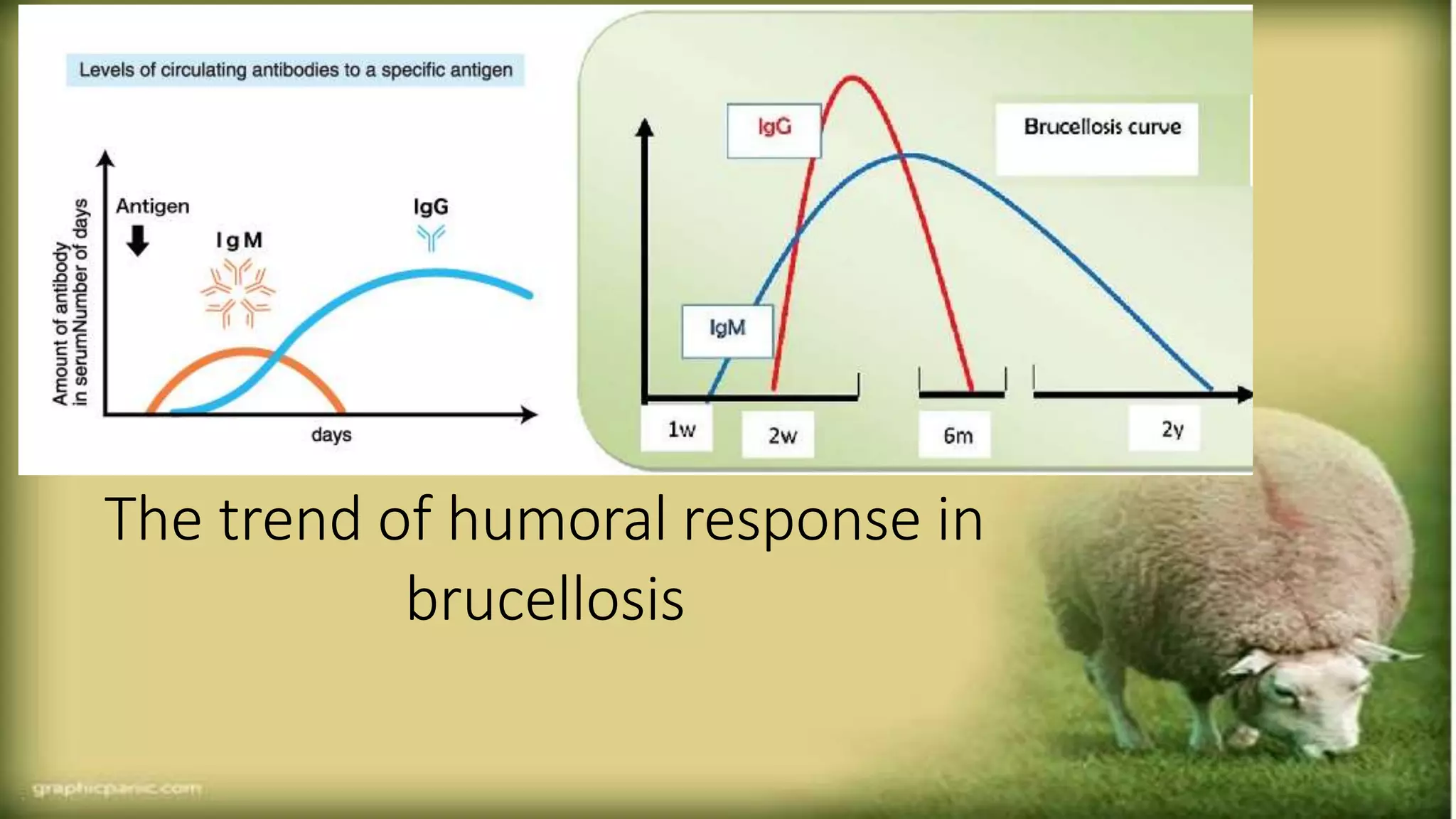 Diagnosis of brucellosis | PPTX
