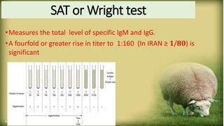 Diagnosis of brucellosis | PPTX