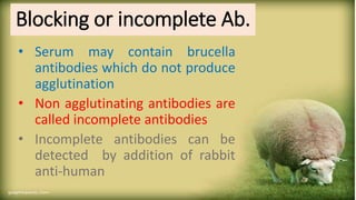 Diagnosis of brucellosis | PPTX