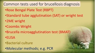 Diagnosis of brucellosis | PPTX