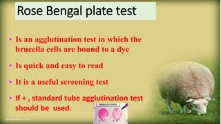 Diagnosis of brucellosis | PPTX