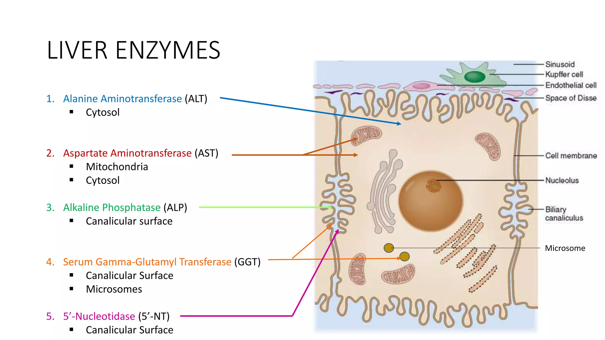 ROLE OF LIVER ENZYMES IN DIAGNOSTIC PATHOLOGY | PPTX