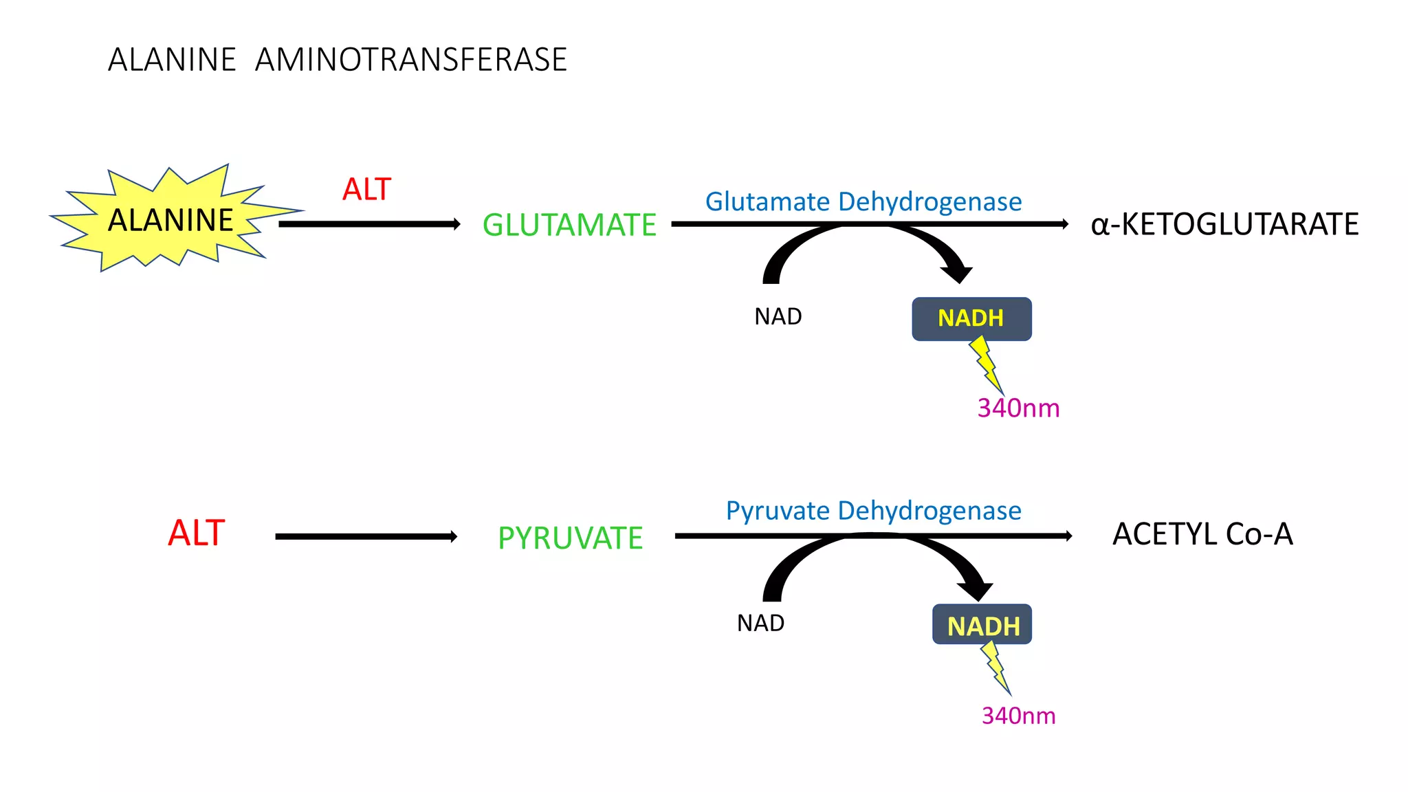 ROLE OF LIVER ENZYMES IN DIAGNOSTIC PATHOLOGY | PPTX