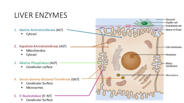 ROLE OF LIVER ENZYMES IN DIAGNOSTIC PATHOLOGY