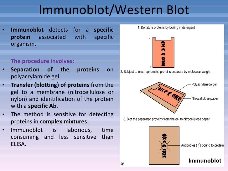 Diagnostic microbiology - Traditional and Modern Approach