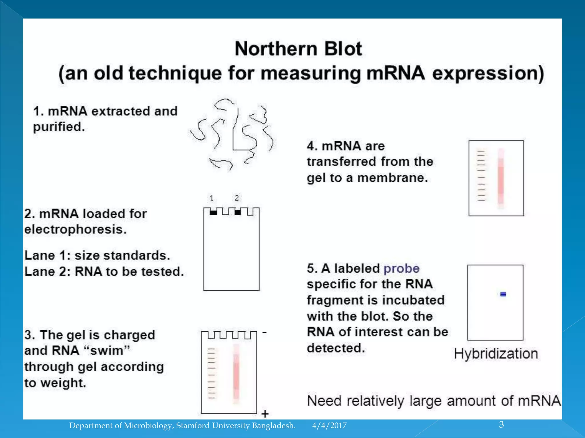 Northern Blotting technique | PPTX