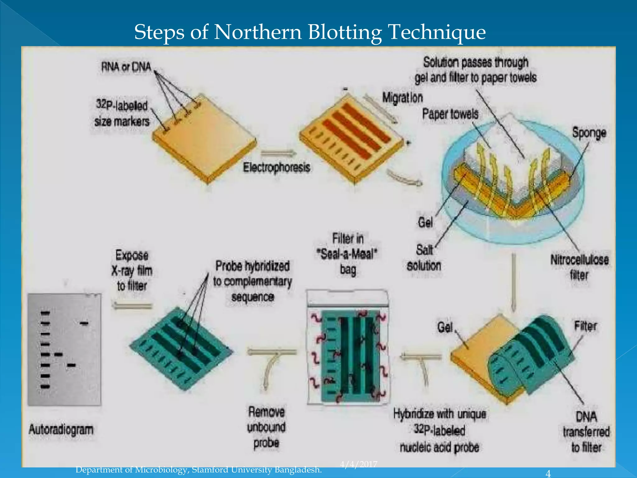Northern Blotting technique | PPTX