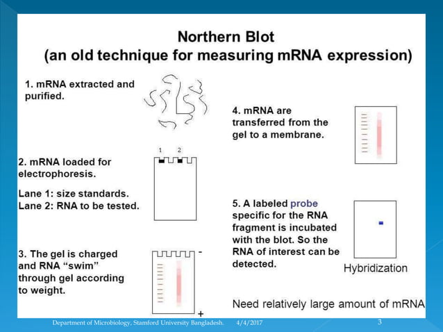 Northern Blotting technique | PPT