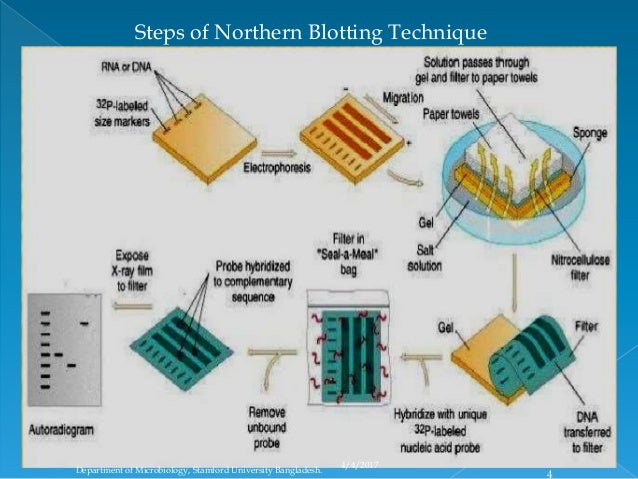 Northern Blotting technique