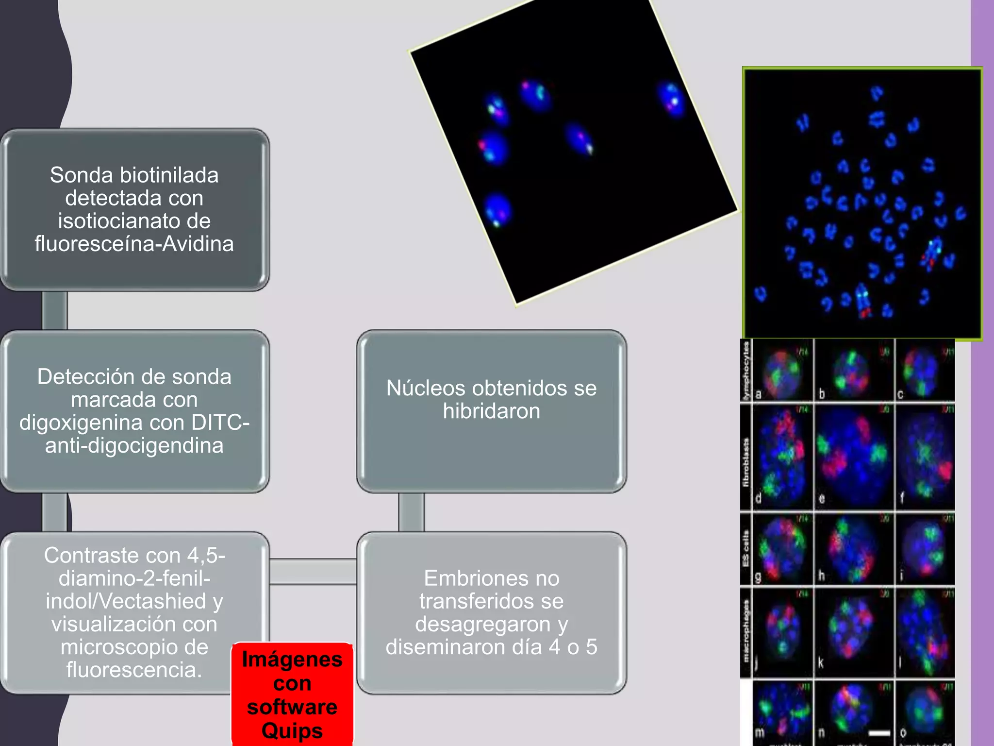 Diagnostico genetico preimplantacion | PPT