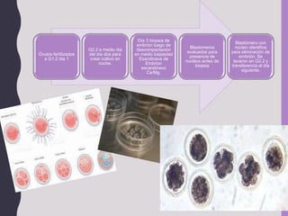 Diagnostico genetico preimplantacion | PPTX