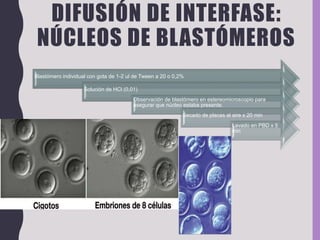 Diagnostico genetico preimplantacion | PPTX