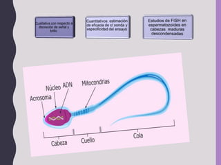 Diagnostico genetico preimplantacion | PPTX