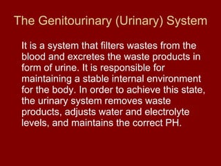 Diagnostic Procedures Of The Urinary System | PPT