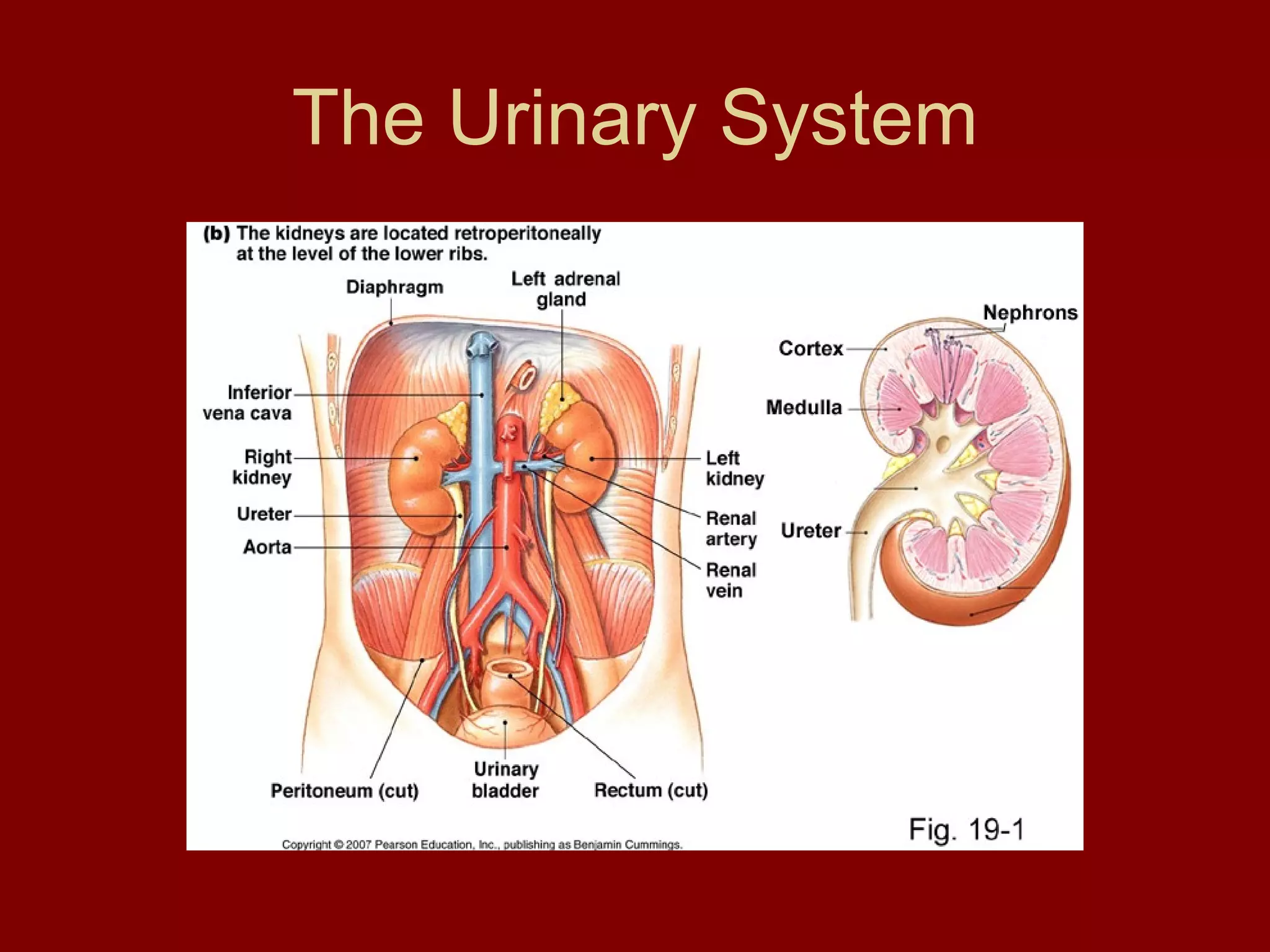 Diagnostic Procedures Of The Urinary System | PPT