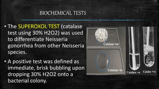 Neisseria gonorrhea | PPTX