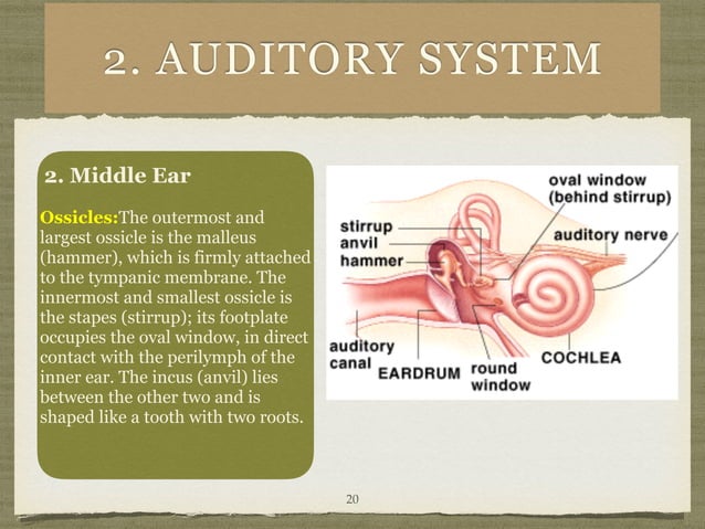 HEALTH ASSESSMENT AND DIAGNOSTIC TESTS OF EYE AND ENT ...