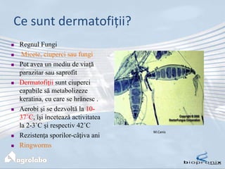Diagnosticul dermatofitozelor la carnivorele de companie dermakit ...
