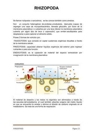 parasitologia clase rhizopoda | DOCX