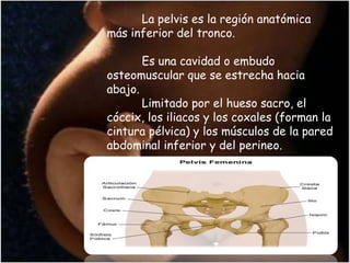 Diagnósticos de embarazo, pelvis y pelvimetría | PPTX