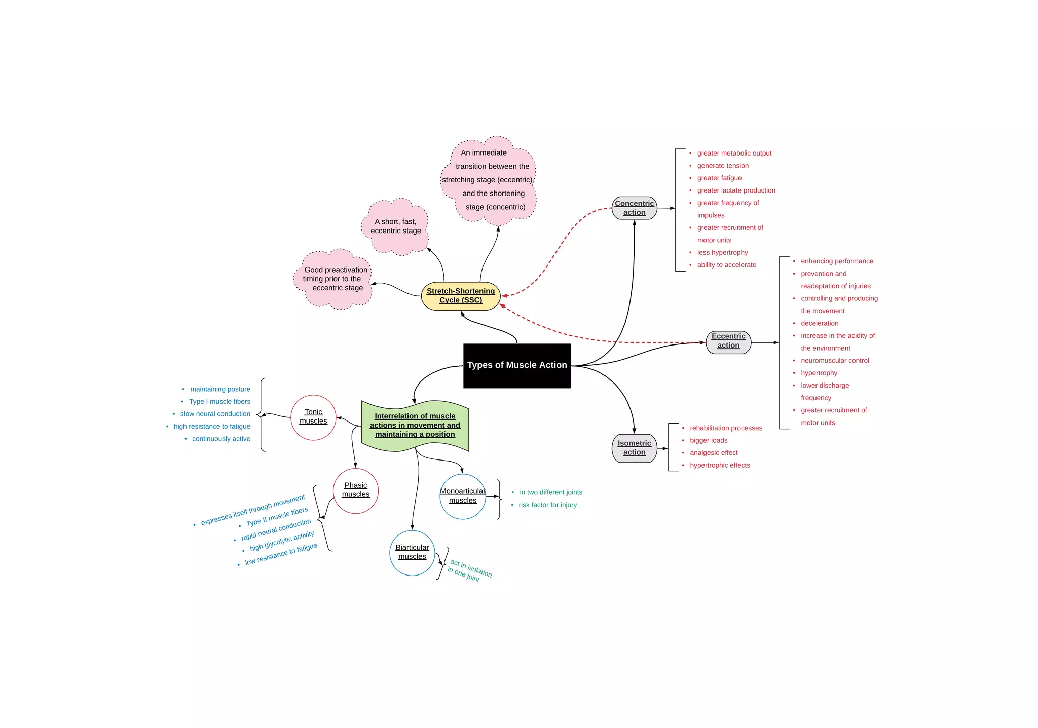 Types of Muscle Action | PDF