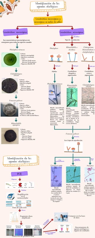 Diagrama de Cromoblastomicosis_Eq 3.pdf