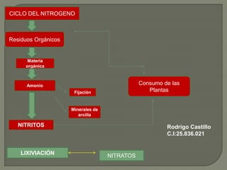 Diagrama Del Ciclo Del Nitrogeno