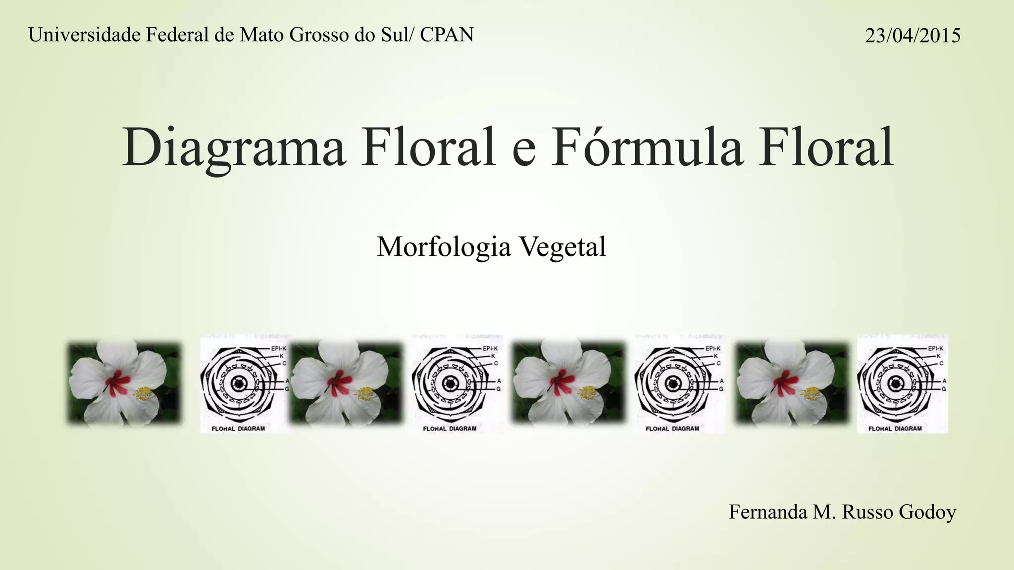 Diagrama floral e fórmula floral | PDF