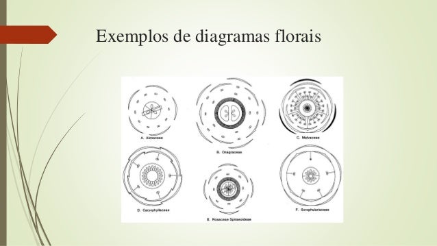 Diagrama floral e fórmula floral