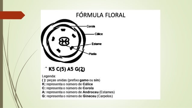 Diagrama floral e fórmula floral
