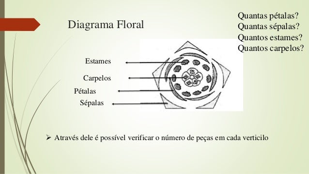 Diagrama floral e fórmula floral