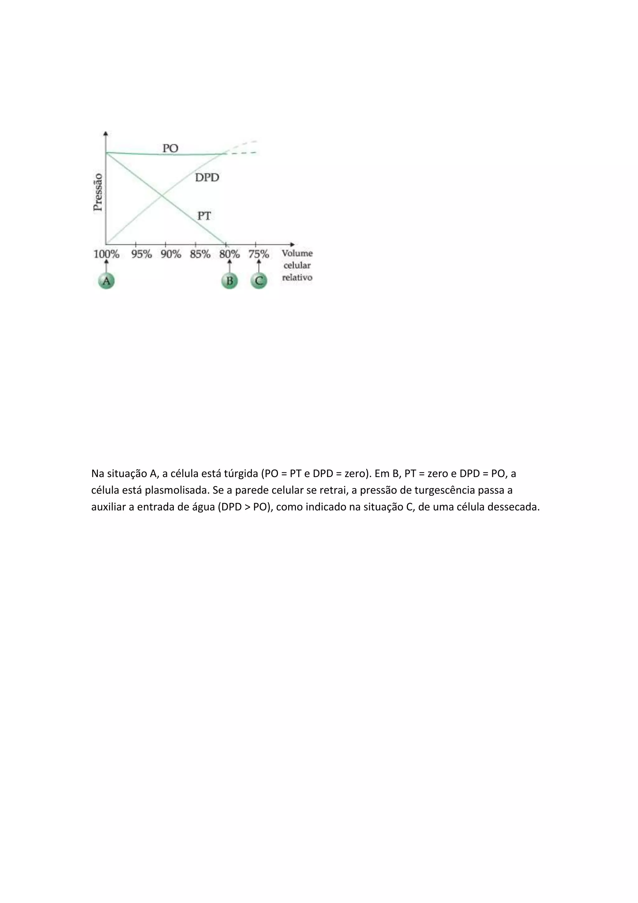 Diagramas de hofler | DOCX