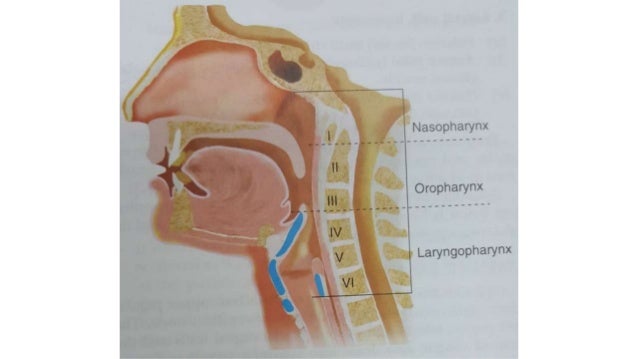 Nasopharynx